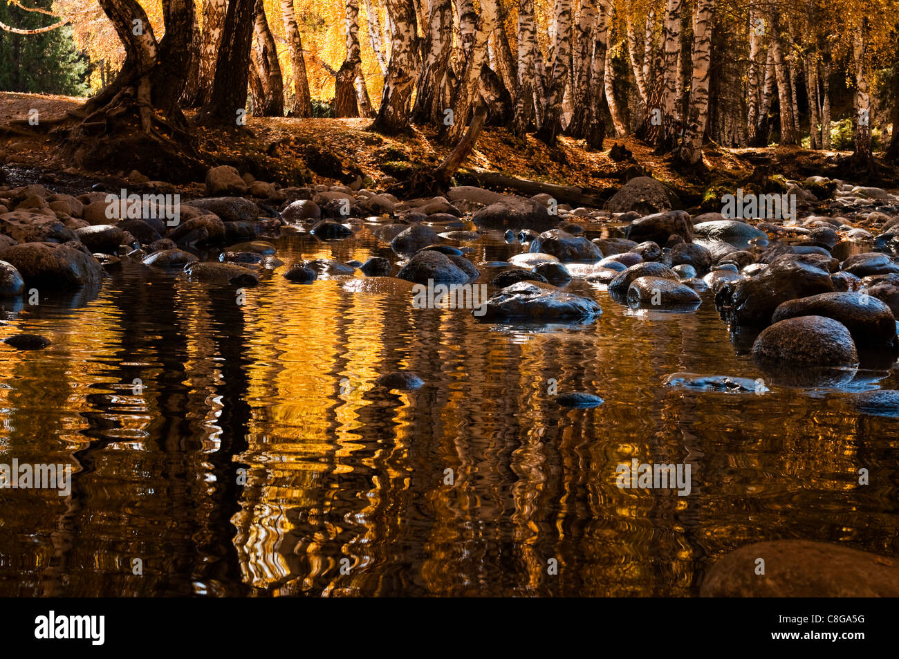 Reflection of Tree Trunks in a Tranquil River Stock Photo - Alamy