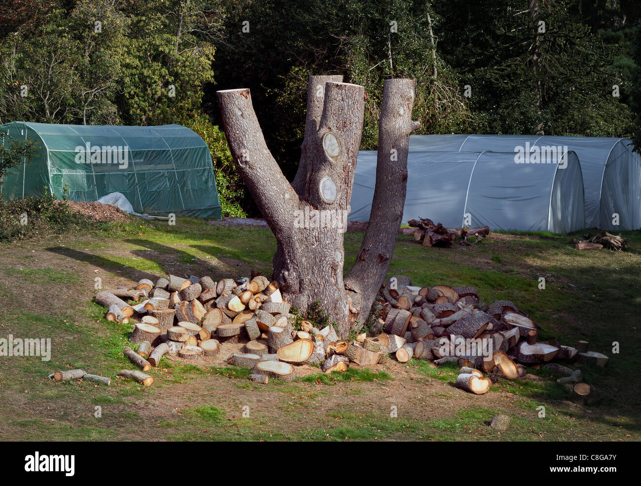 Wood burning fuel from a old damaged felled tree with piles of logs to ...