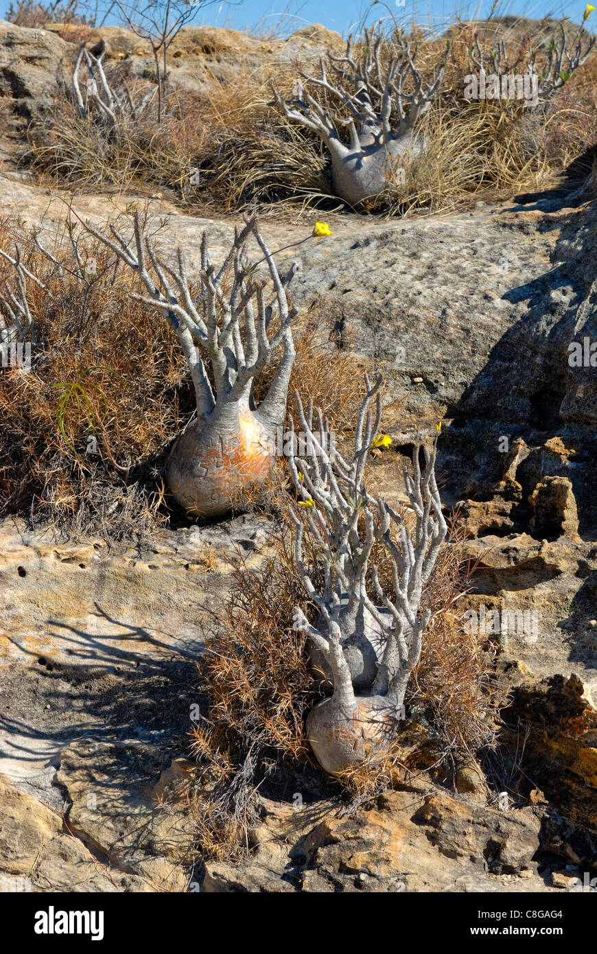 Small Baobab trees in the Isalo National Park, Madagascar Stock Photo ...