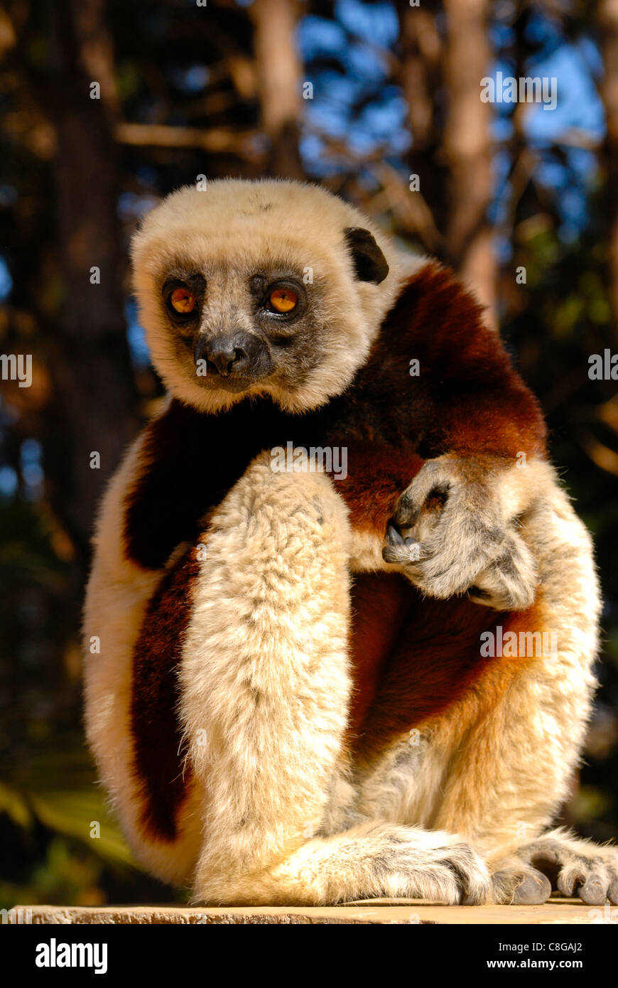 Coquerel's sifaka (Propithecus coquereli, Antanarivo, Madagascar Stock ...