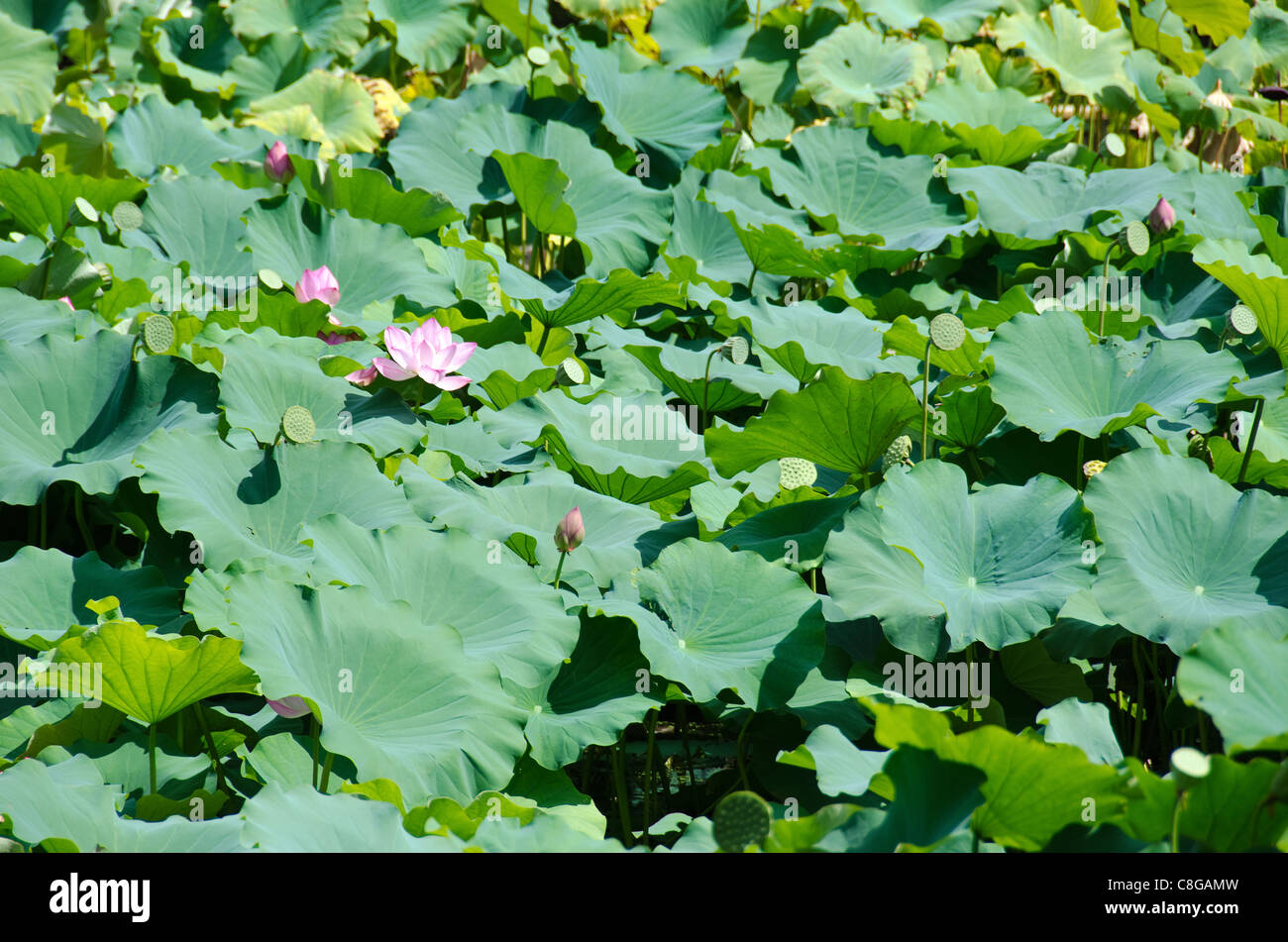Field of Lotus plants, Nelumbo nucifera, in a japanese pond Stock Photo ...