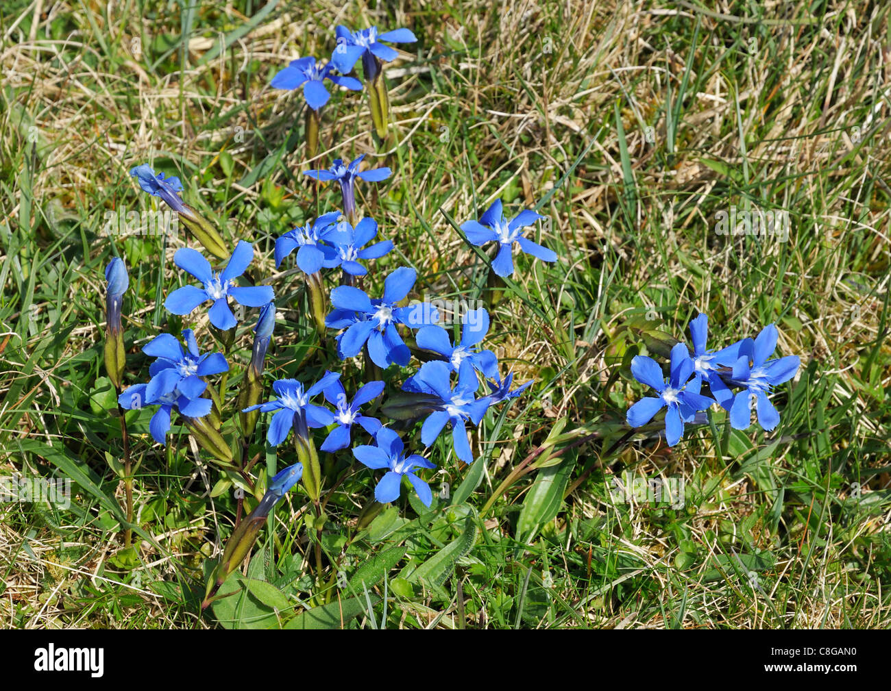 Spring Gentian - Gentiana verna, on the Burren Stock Photo - Alamy