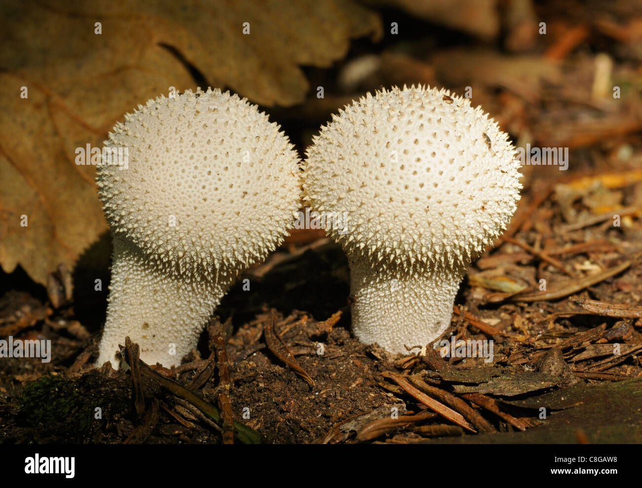 Common Puffball Fungi - Lycoperdon perlatum Stock Photo - Alamy
