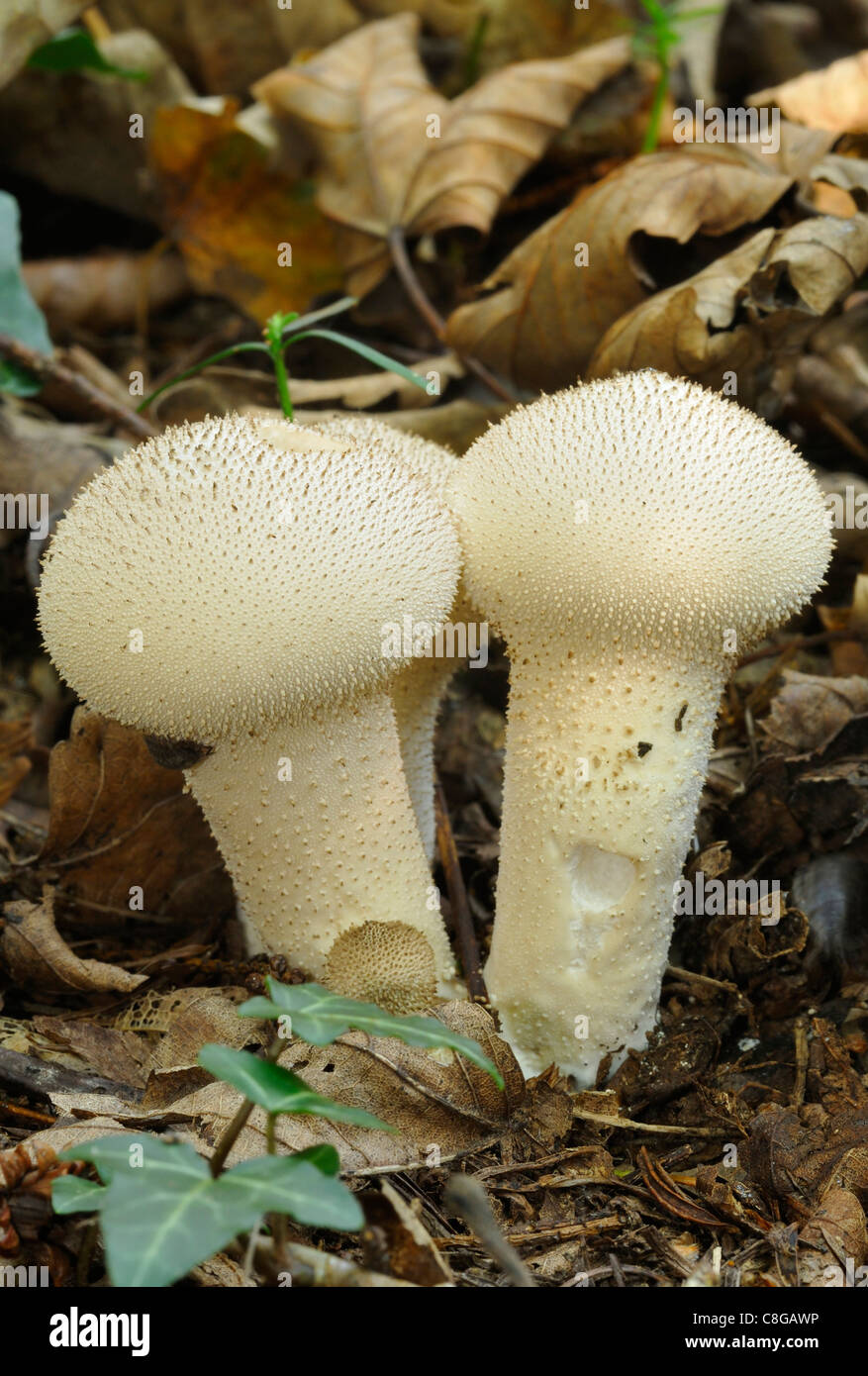 Puffball fungi hi-res stock photography and images - Alamy