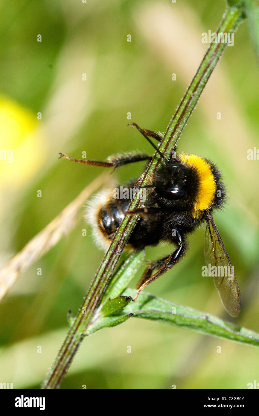 A Bubble Bee resting on a strained of grass Stock Photo - Alamy