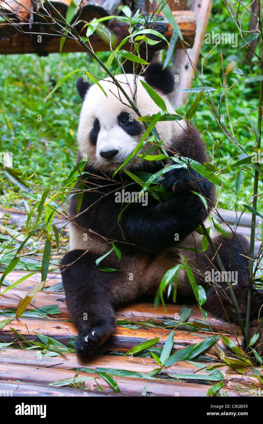 Giant panda (Ailuropoda melanoleuca) at the Panda Bear reserve, Chengdu ...