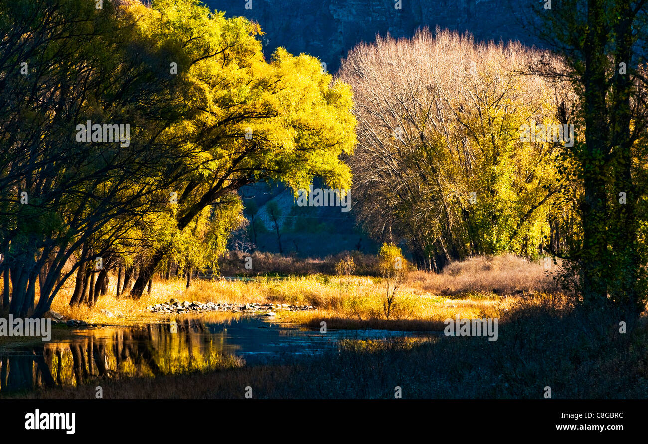 Trees Growing Along a River Stock Photo - Alamy