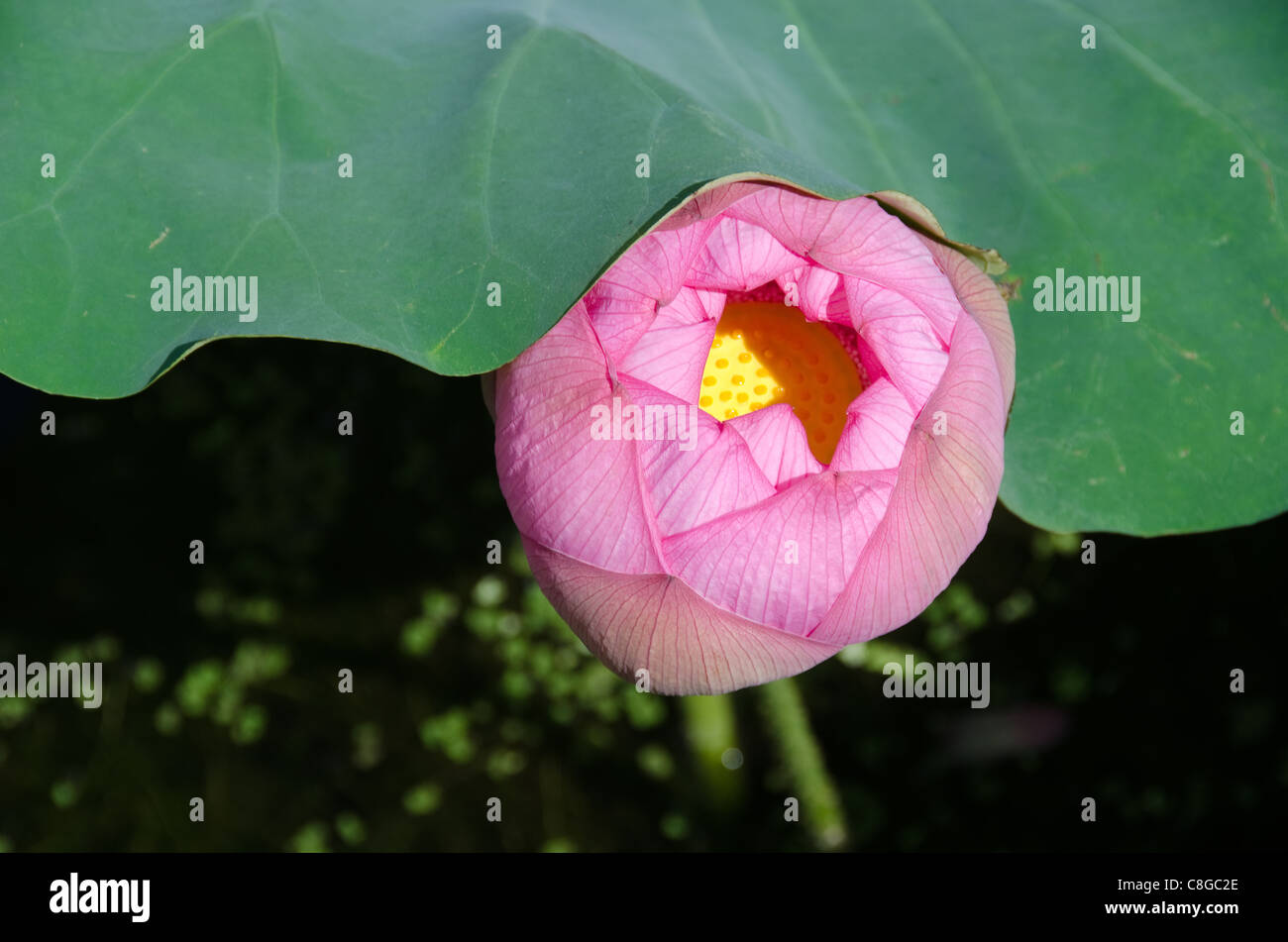 Detail of a beautiful pink lotus flower, Nelumbo nucifera Stock Photo ...
