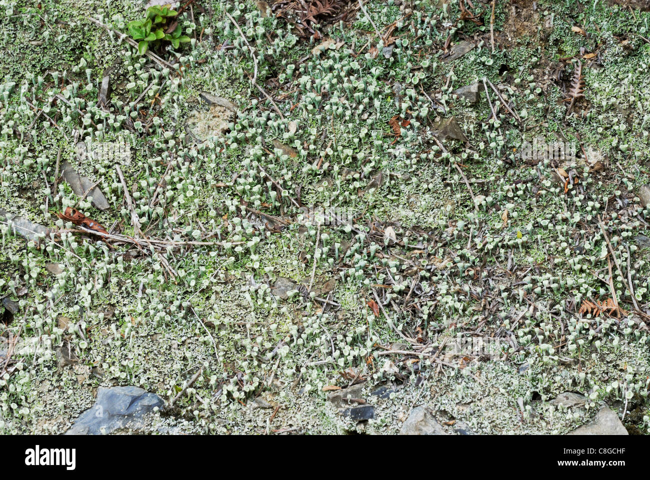 Pyxidata hi-res stock photography and images - Alamy