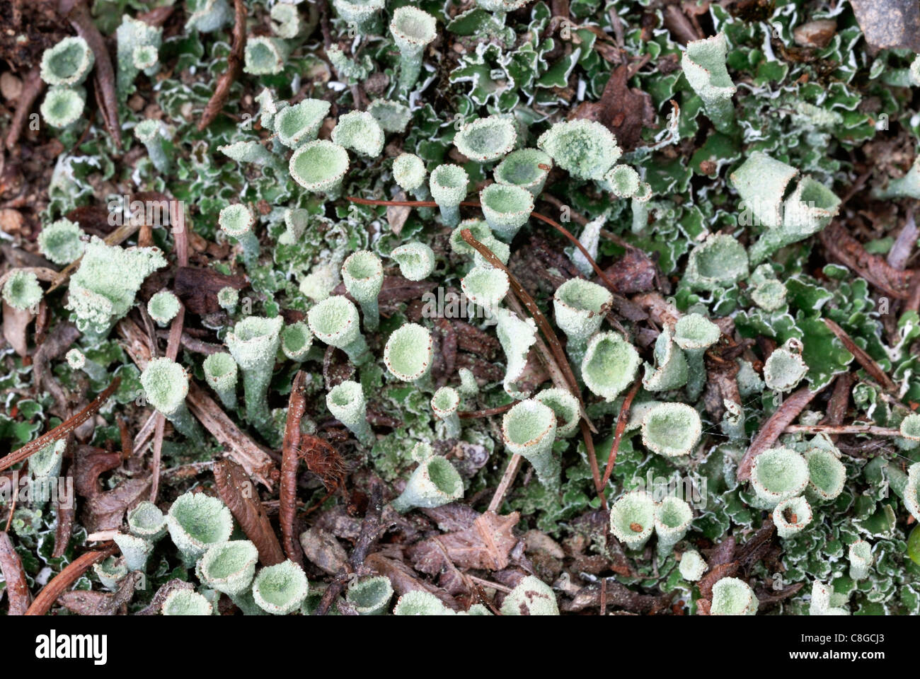 Cup lichens cup lichen hi-res stock photography and images - Alamy