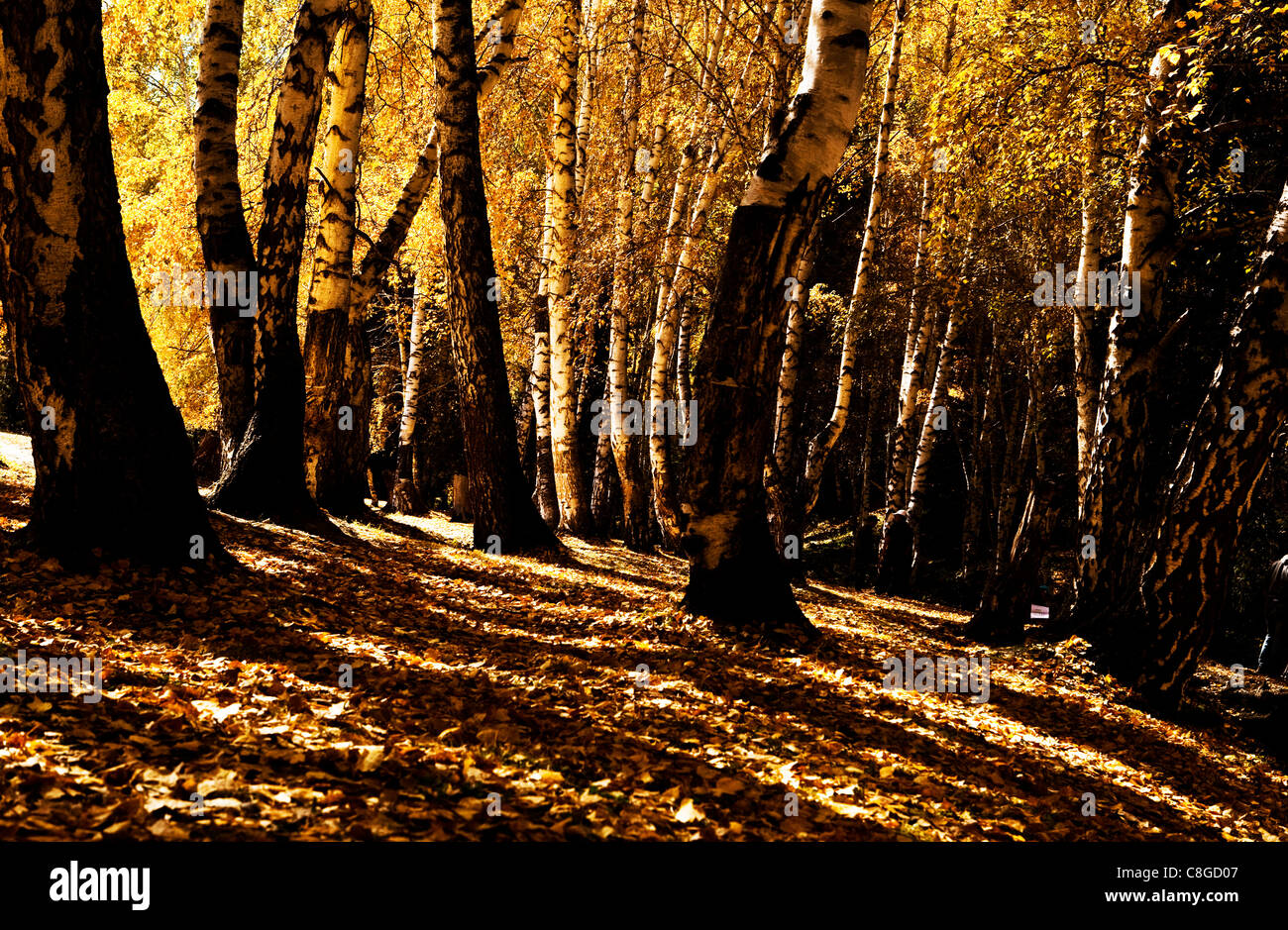 Golden Yellow Trees in Lit by Sunlight Stock Photo - Alamy