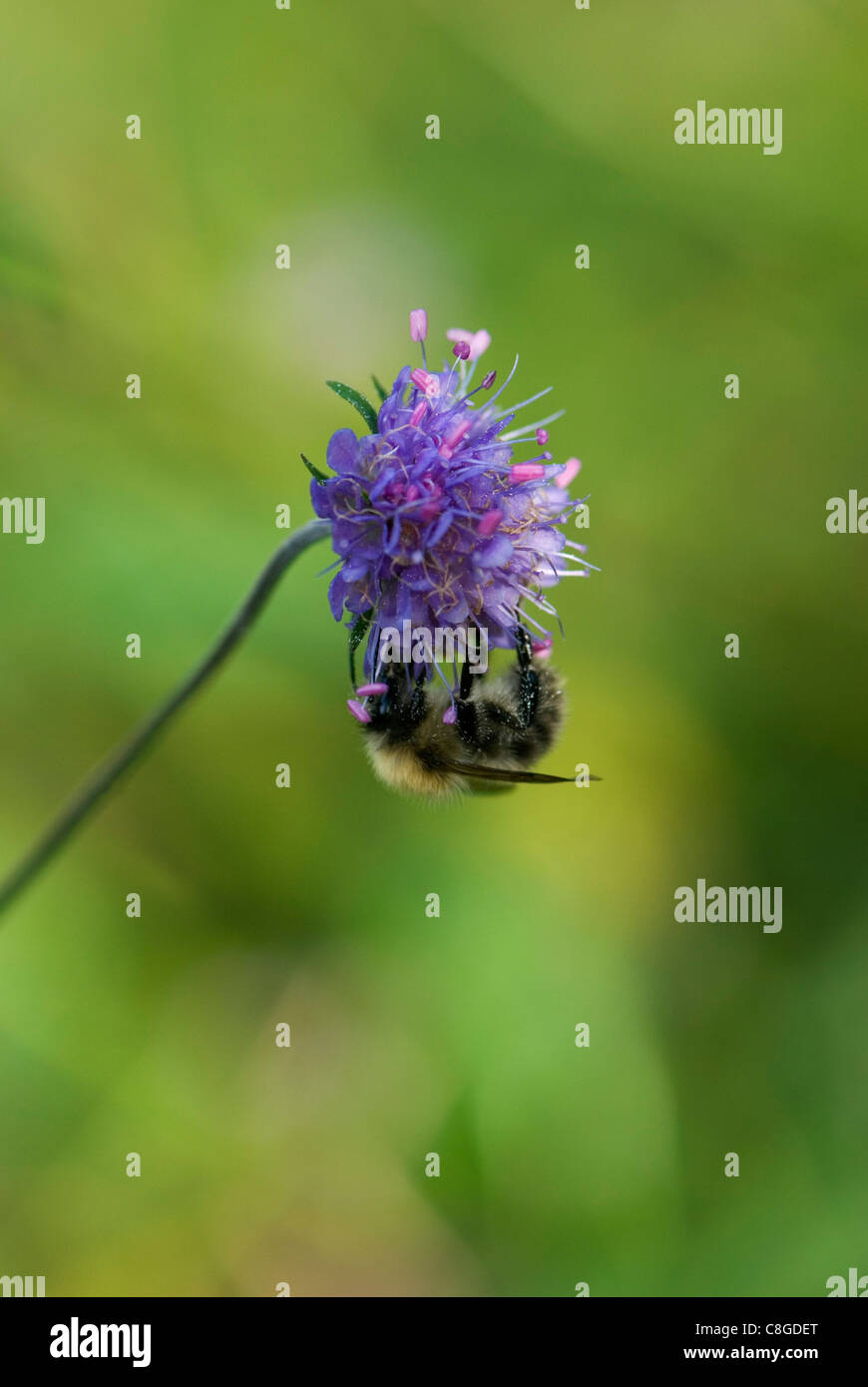 Bee on wild scabious Stock Photo - Alamy