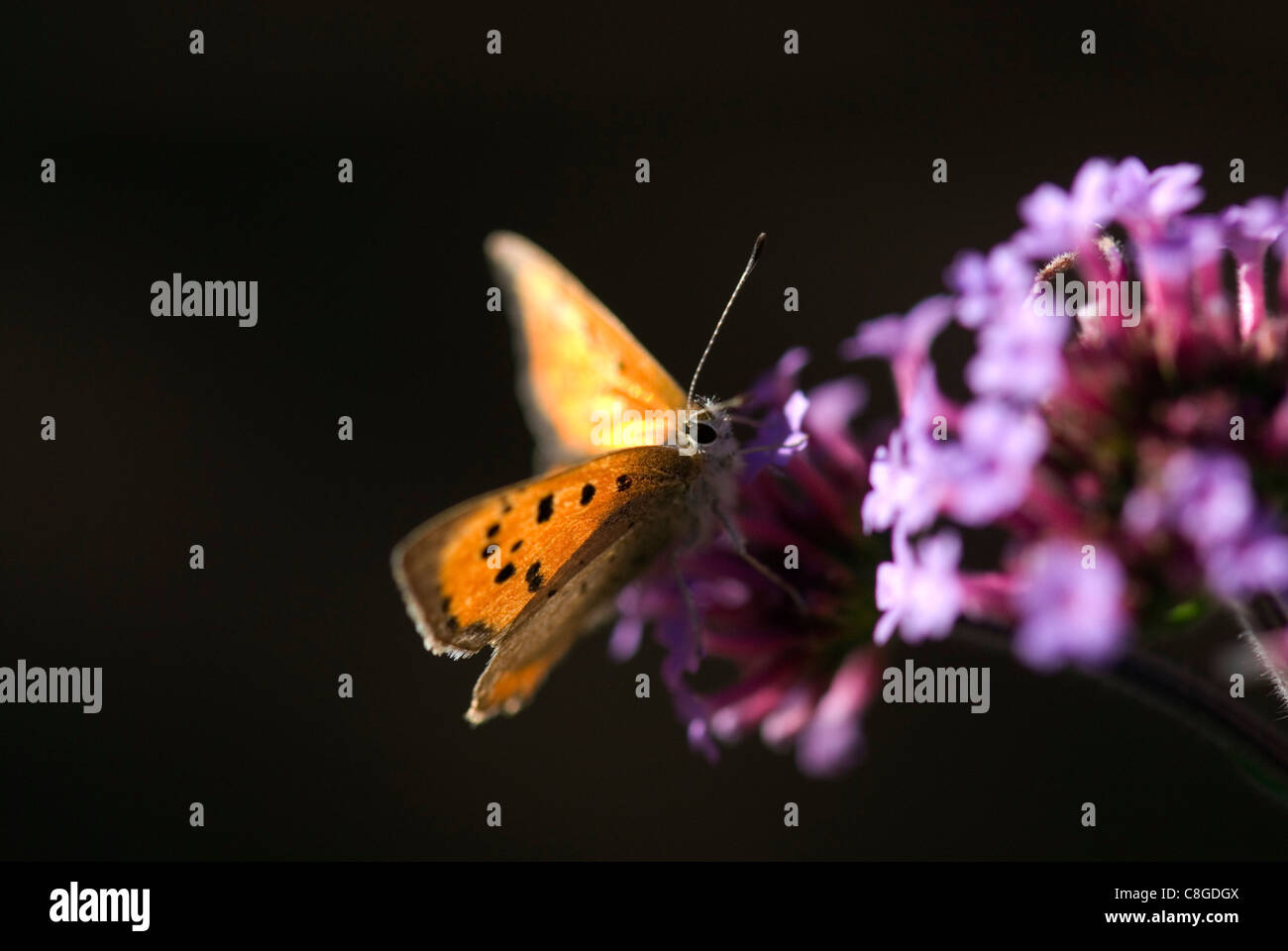 Small Copper butterfly Stock Photo - Alamy