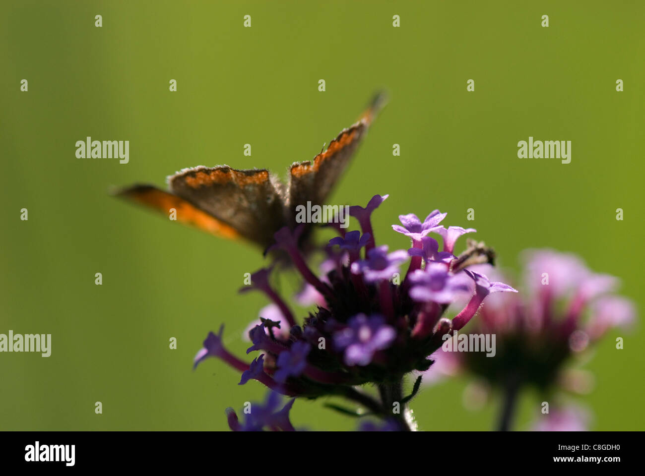 Small Copper butterfly Stock Photo - Alamy