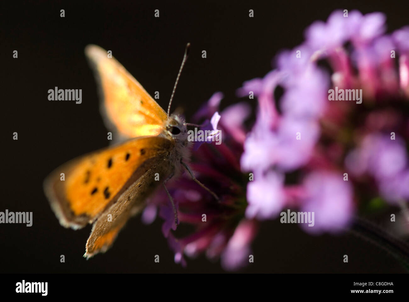 Small Copper butterfly Stock Photo - Alamy