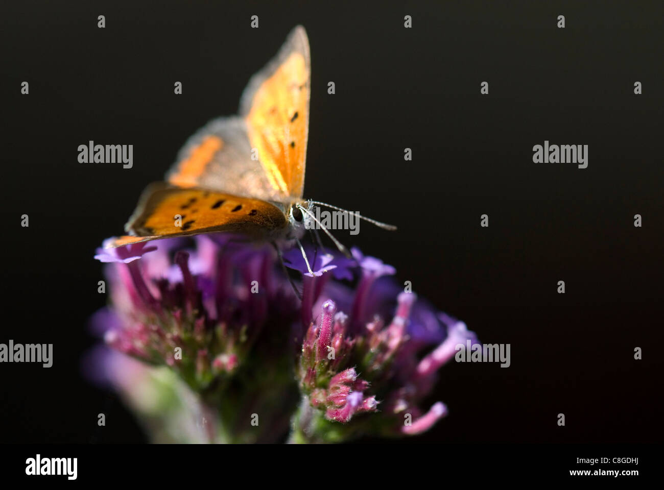 Small copper butterfly Stock Photo - Alamy