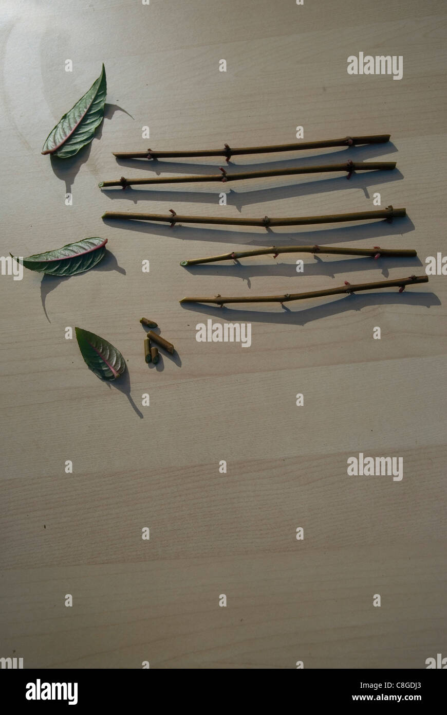 Fuschia cutting hi-res stock photography and images - Alamy