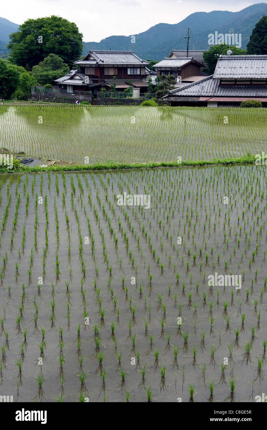 Newly planted rice seedlings in a flooded rice paddy in the rural Ohara ...