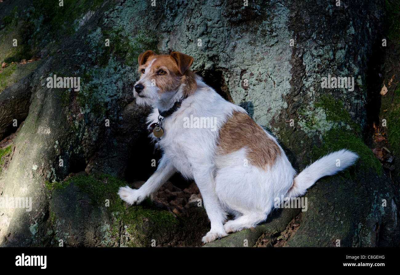 Terrier Hunting in the Woods Stock Photo - Alamy