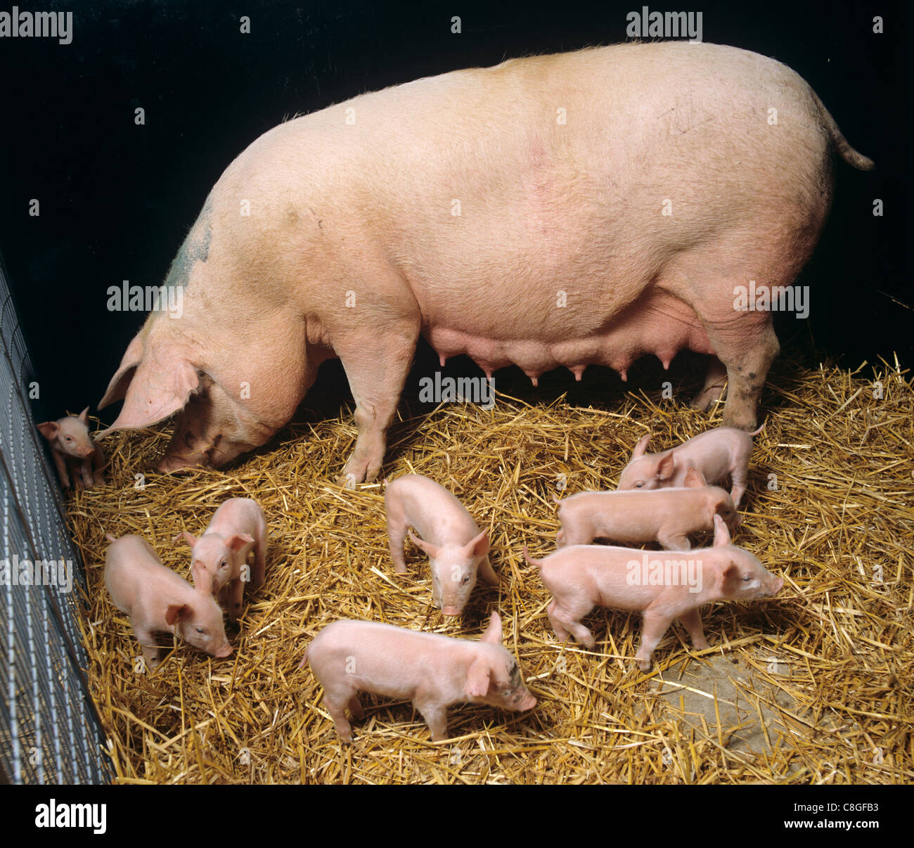 Pigs large white sow with 4 day old piglets standing Stock Photo - Alamy
