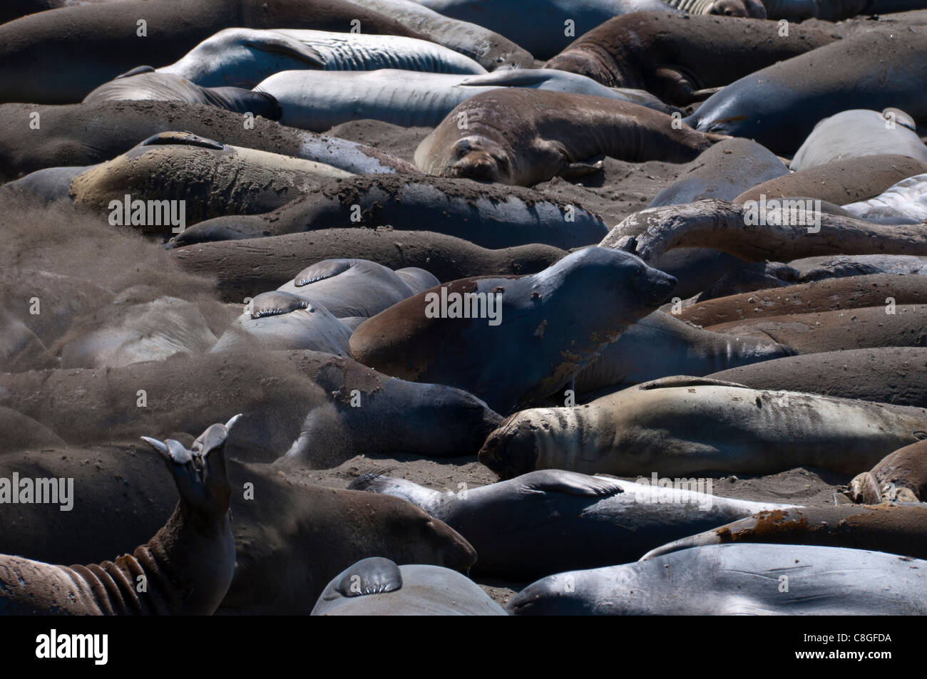 Elephant seals moulting, Piedras Blancas (White Rocks, Highway 1 ...