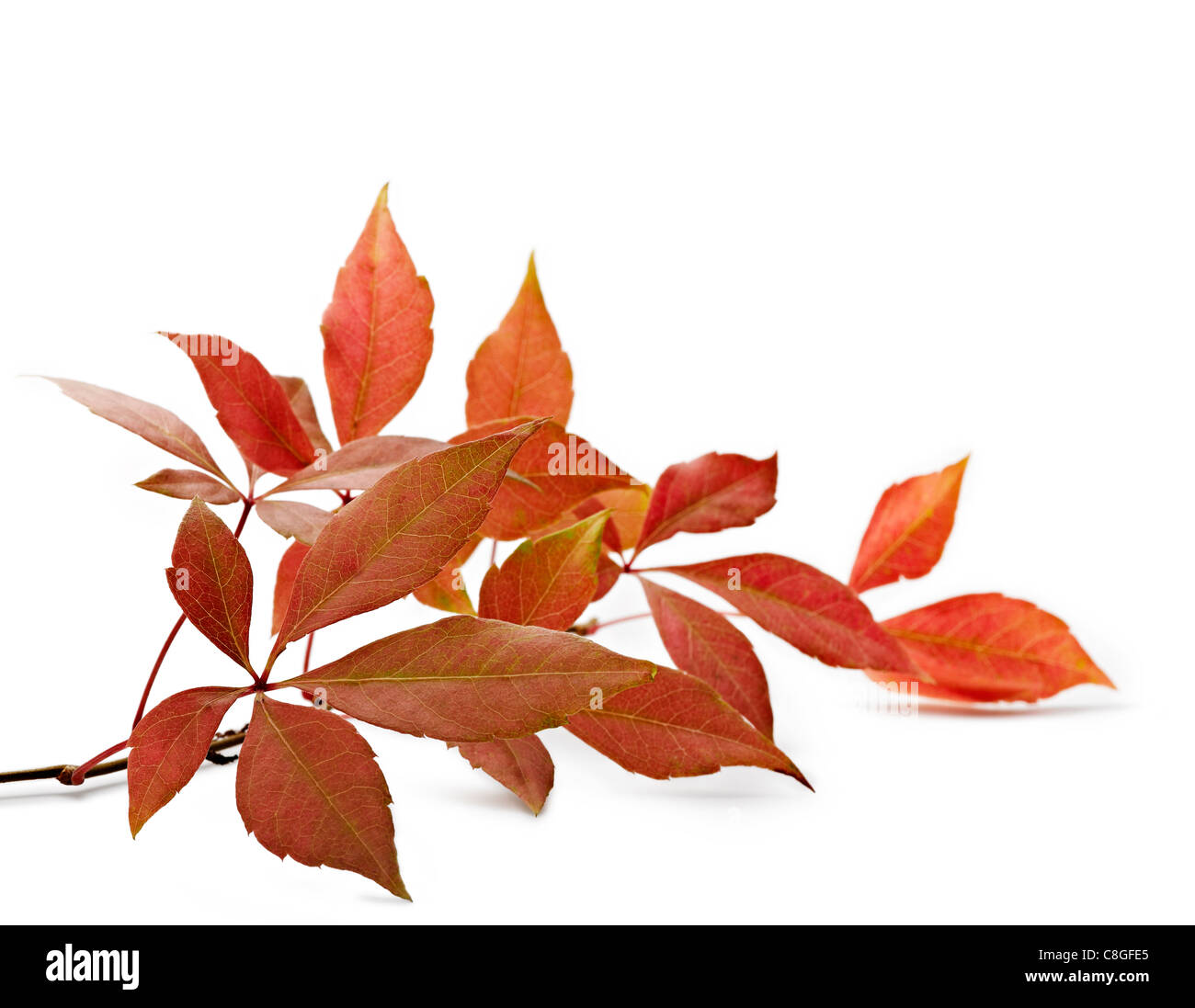Leaf oak autumn line Cut Out Stock Images & Pictures - Alamy
