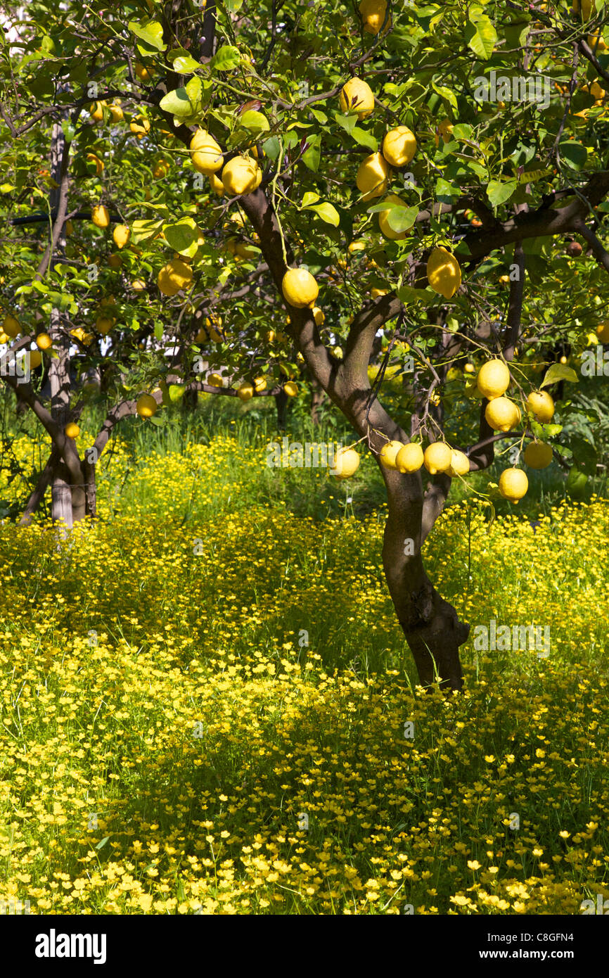 Lemons growing on trees in grove, Sorrento, Campania, Italy Stock Photo ...