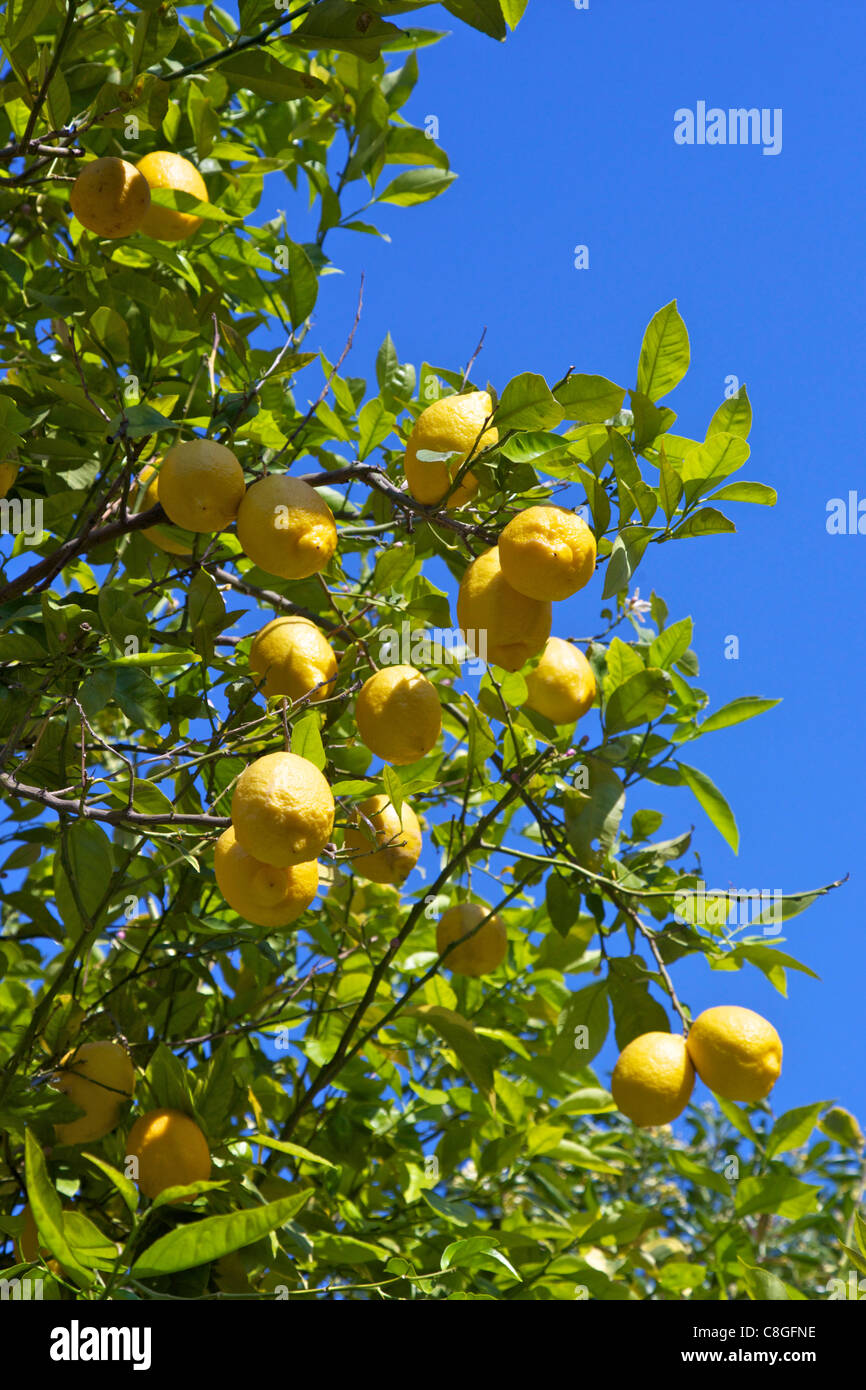 Lemon Tree Stock Photos & Lemon Tree Stock Images - Alamy