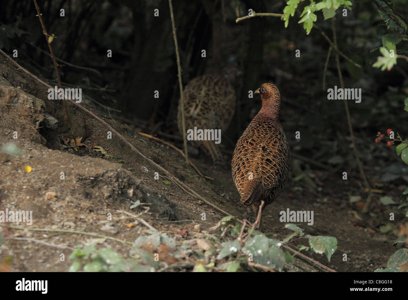 pheasant british game bird Stock Photo - Alamy