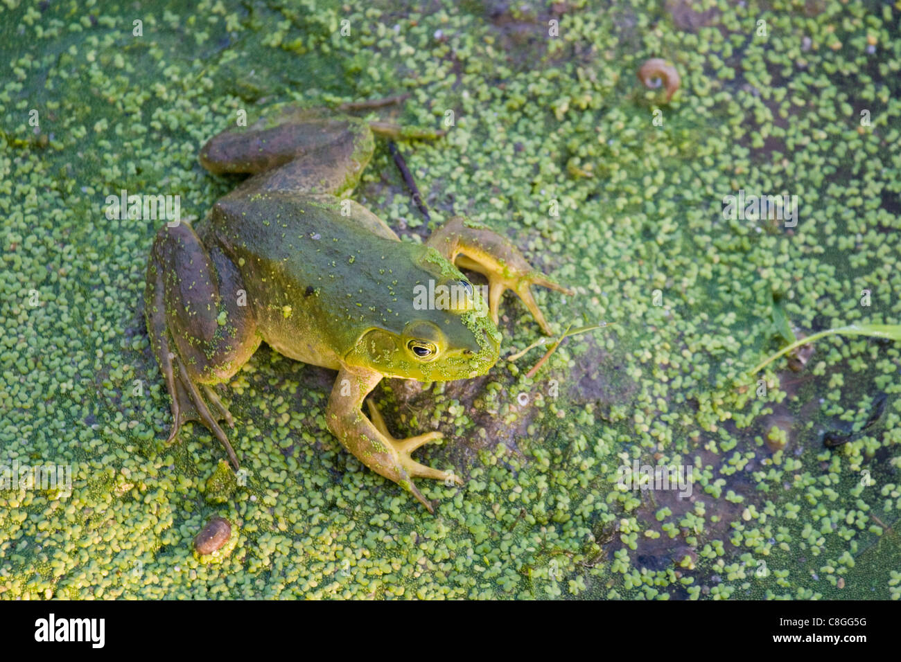 North american bullfrog hi-res stock photography and images - Alamy