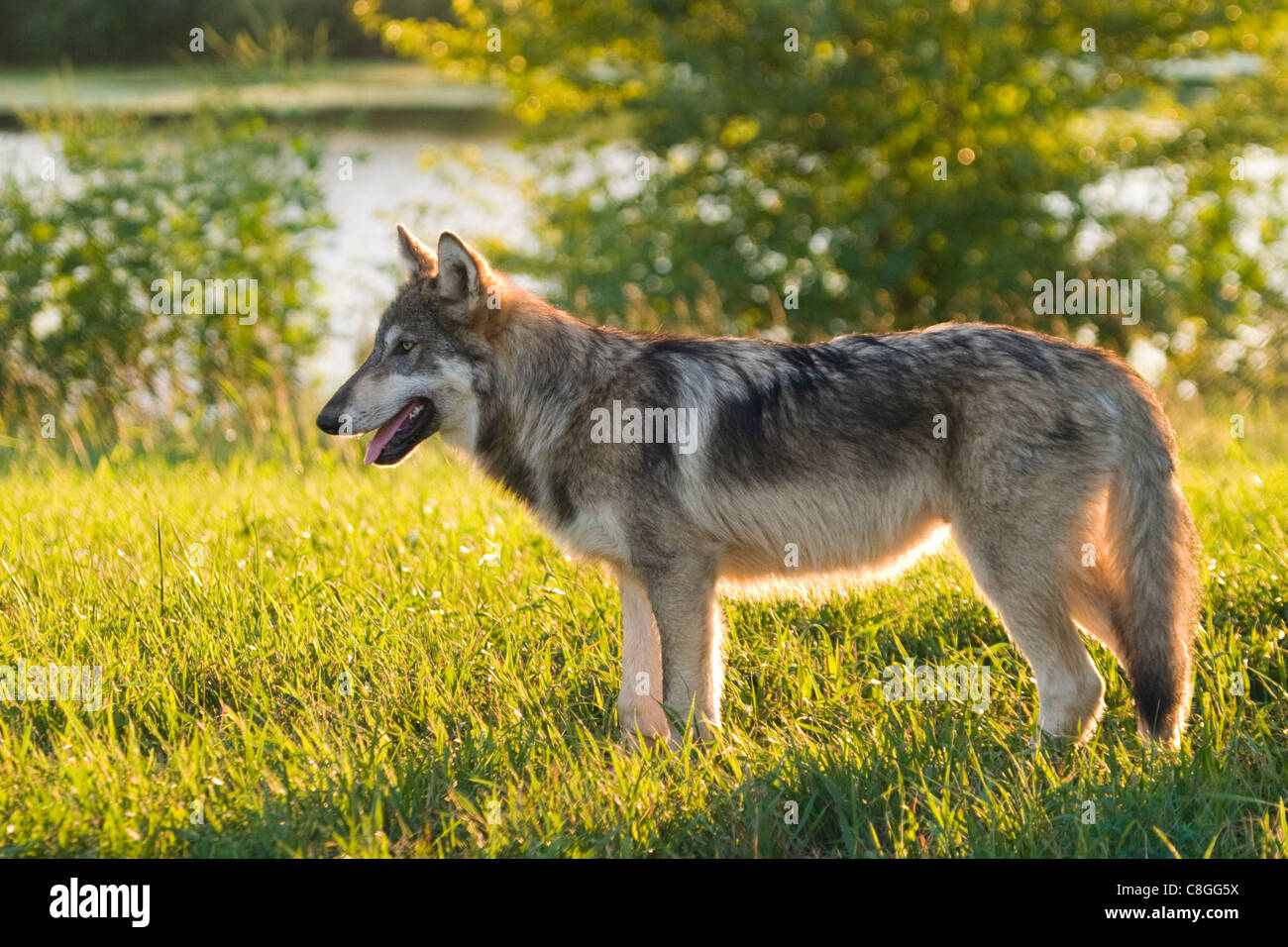 Grey wolf, near Layfayette, Indiana, United States of America Stock ...