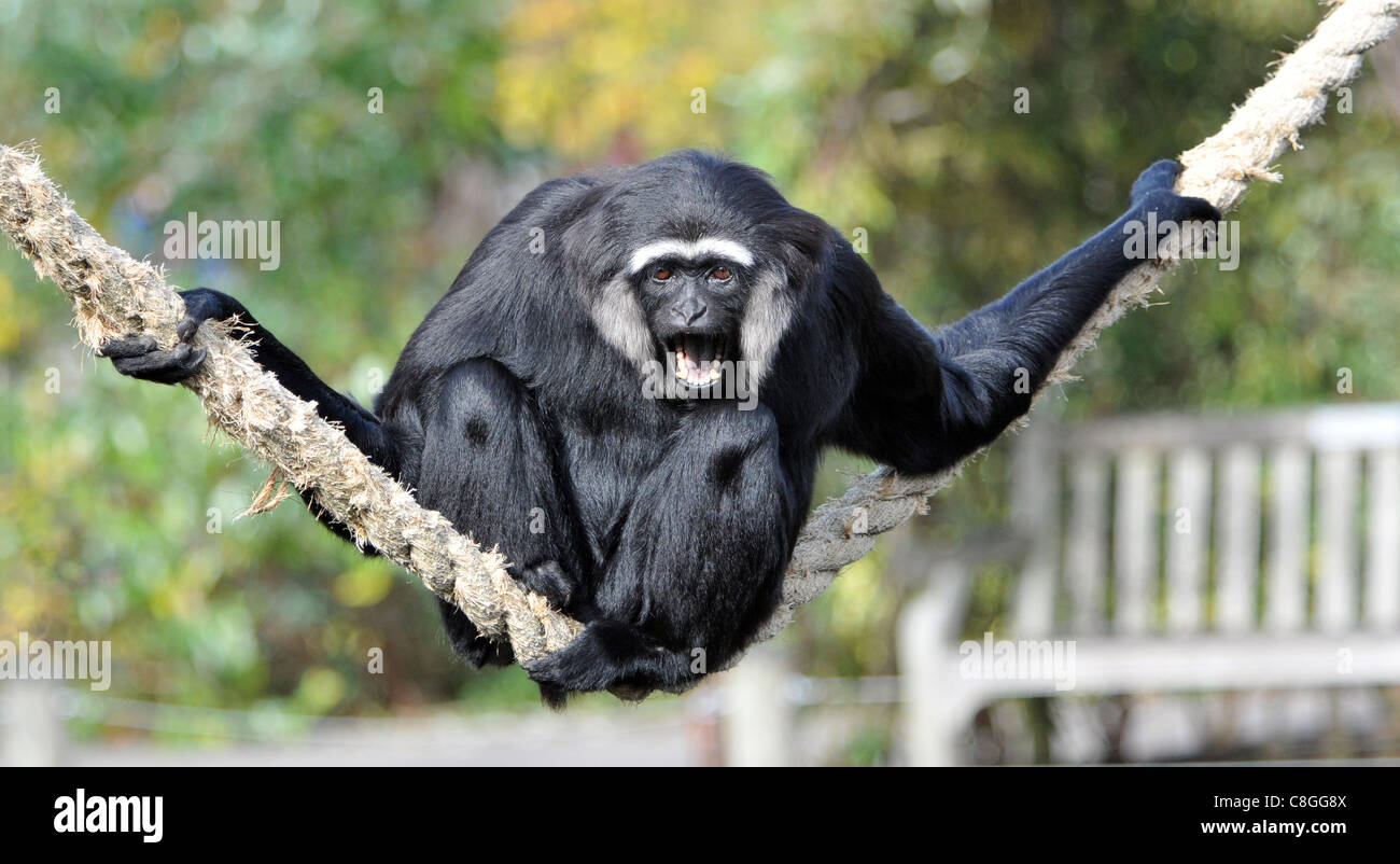 AN AGILE GIBBON FROM THE RAINFORESTS OF SOUTH EAST ASIA AT BRISTOL ZOO ...