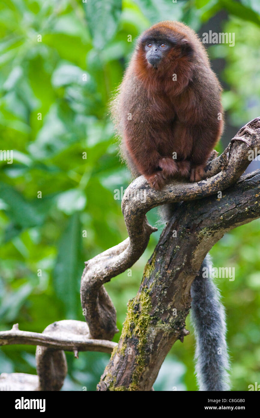 Red Titi monkey (Callicebus cupreus) on branch, controlled conditions ...