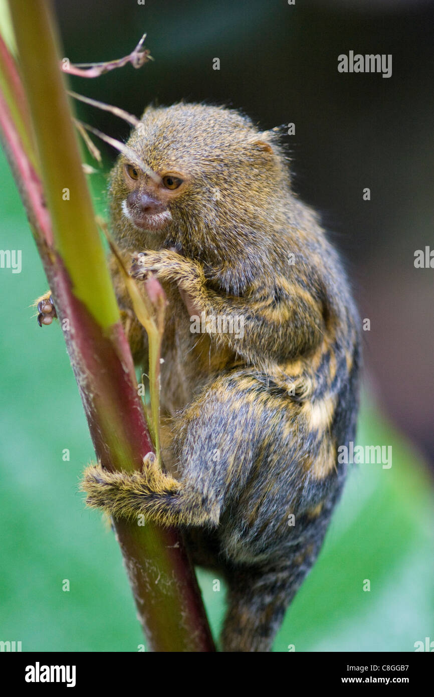 Pygmy marmoset (Cebuella pygmaea) in the trees, controlled conditions ...