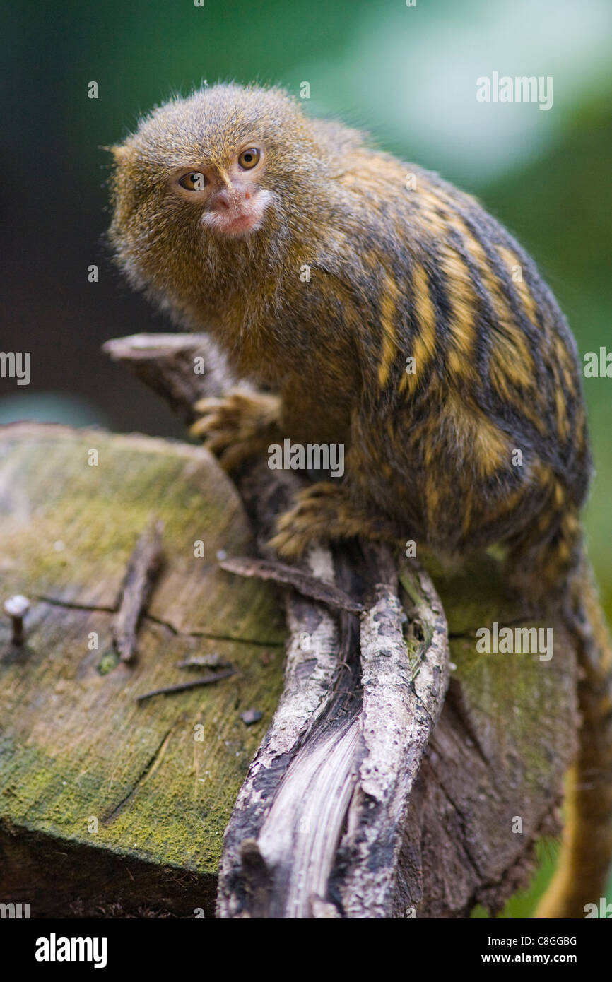Pygmy marmoset (Cebuella pygmaea) in the trees, controlled conditions ...