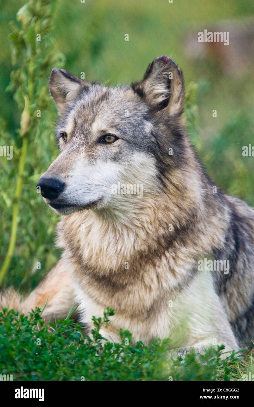 Grey wolf near Layfayette, Indiana, United States of America Stock ...