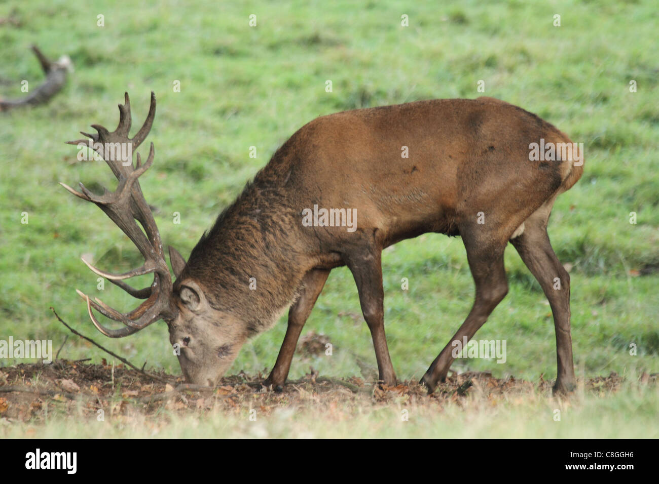 fallow deer stag on green background Stock Photo - Alamy