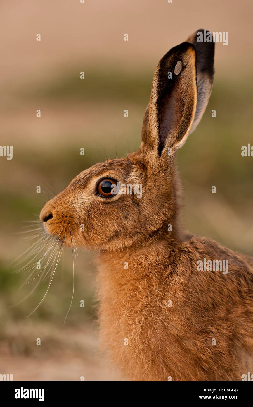 Hare face hi-res stock photography and images - Alamy