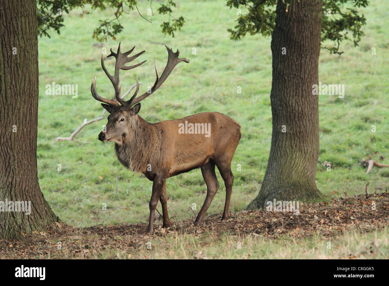 fallow deer stag on green background Stock Photo - Alamy
