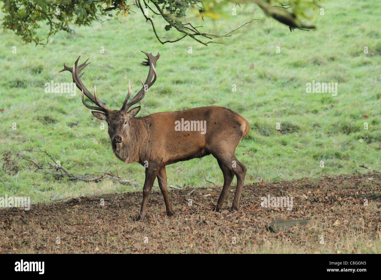 fallow deer stag on green background Stock Photo - Alamy