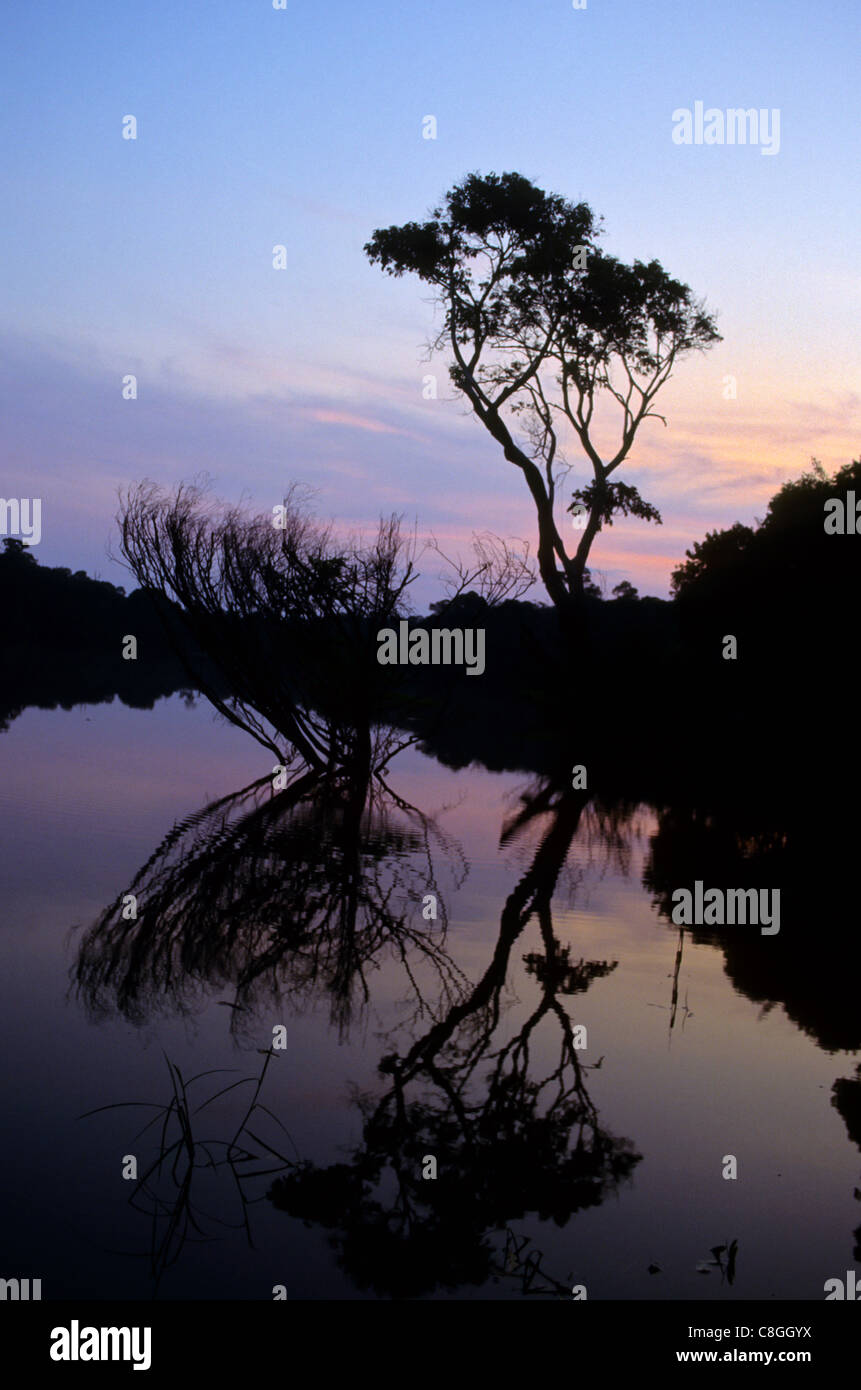 Anavilhanas, Amazon, Brazil. Sunset; trees and bushes silhouetted ...