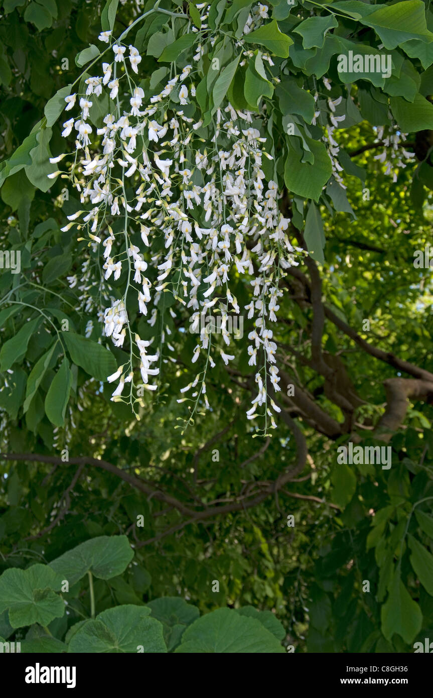 Yellowwood tree hi-res stock photography and images - Alamy