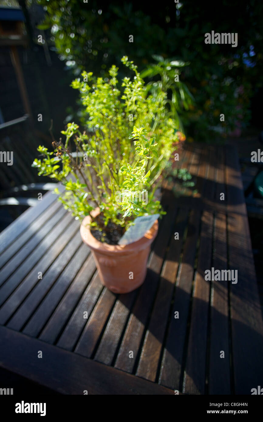 Herb planted table hi-res stock photography and images - Alamy