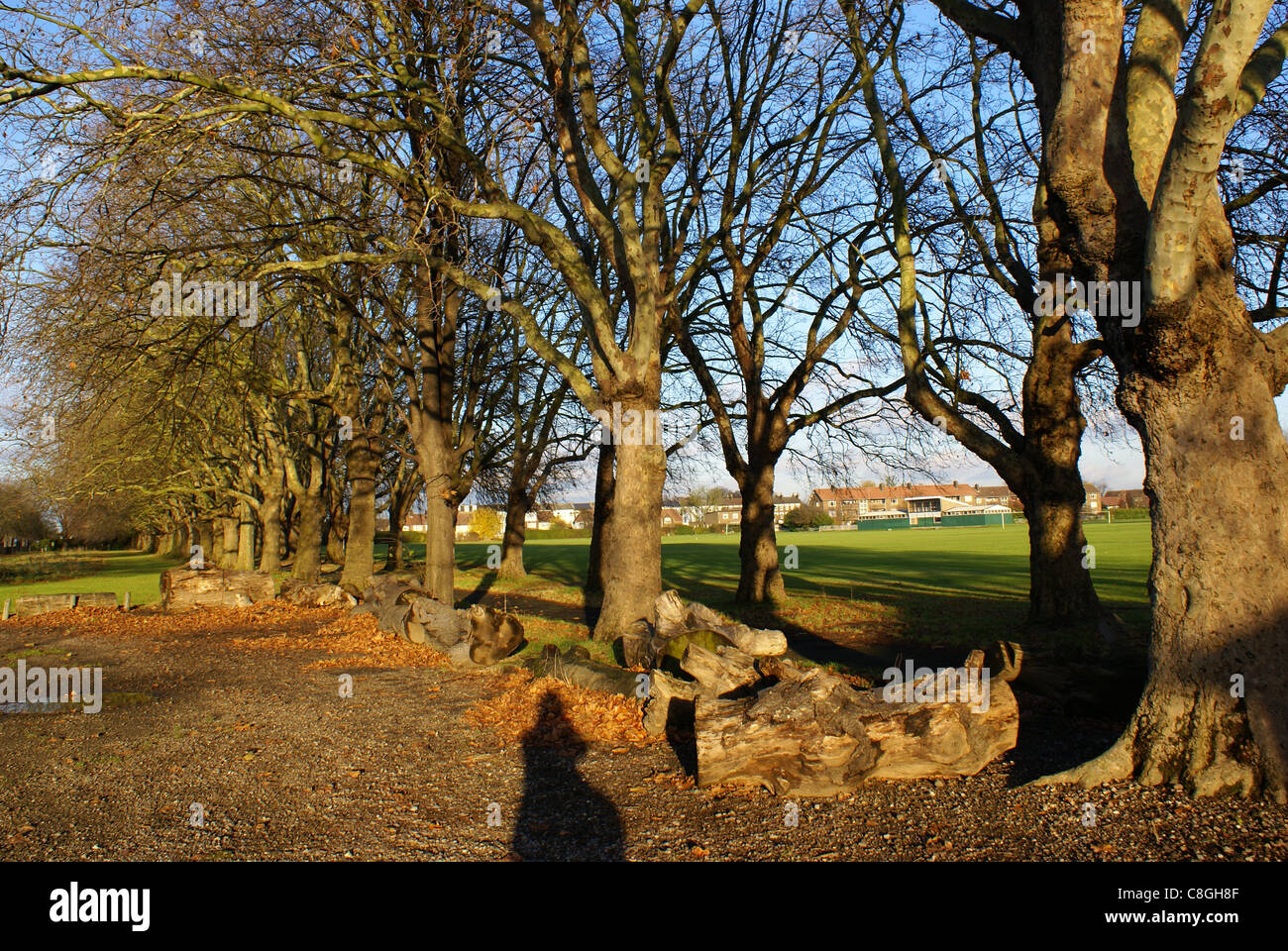 Trees in Enfield Stock Photo - Alamy