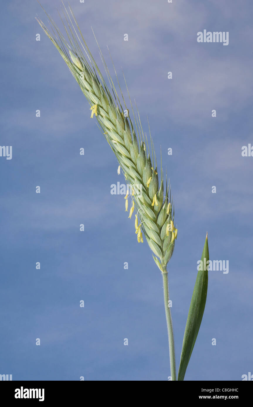 X triticosecale hi-res stock photography and images - Alamy