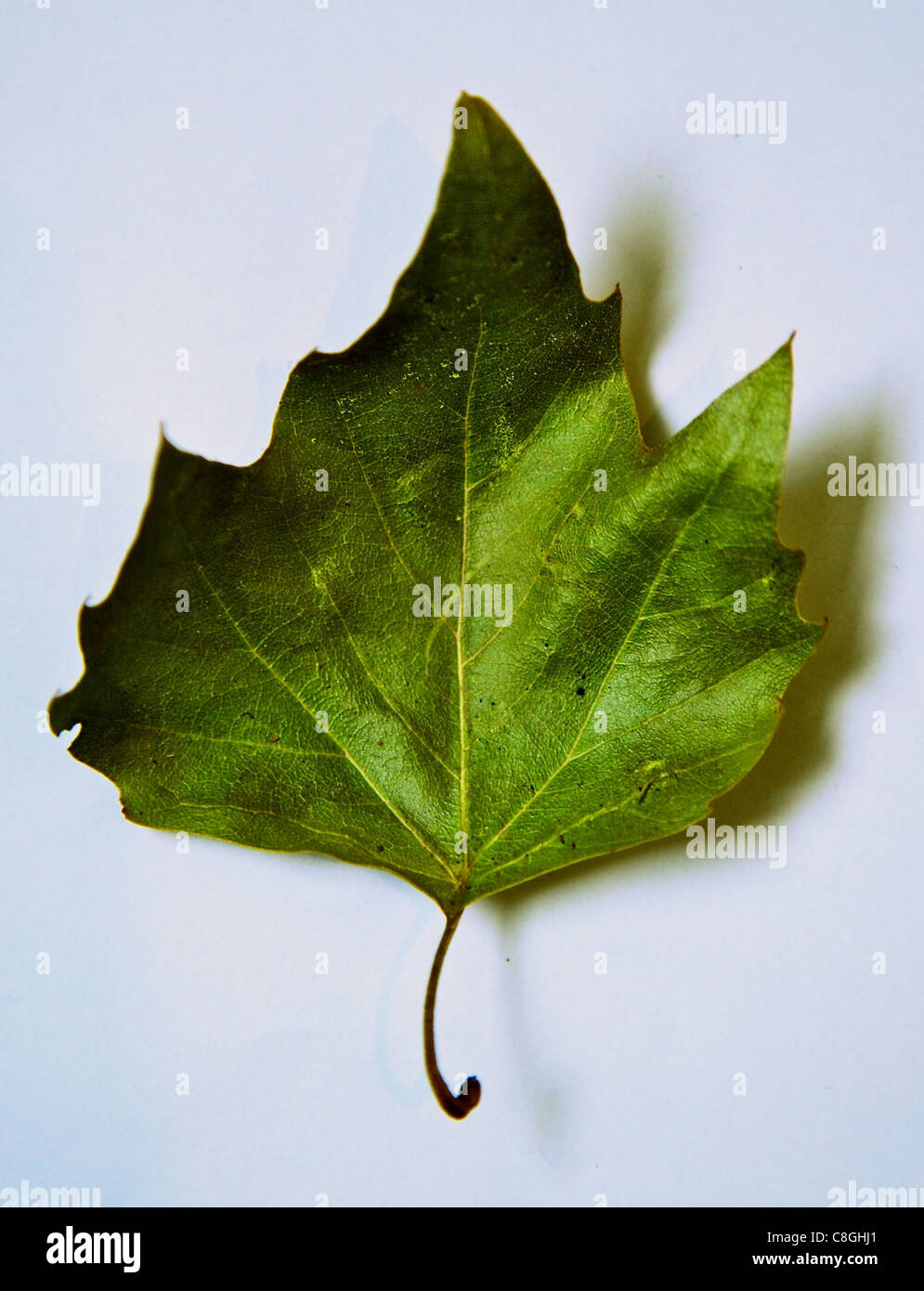 green autumn leaf maple shaped fall on a white background Stock Photo ...