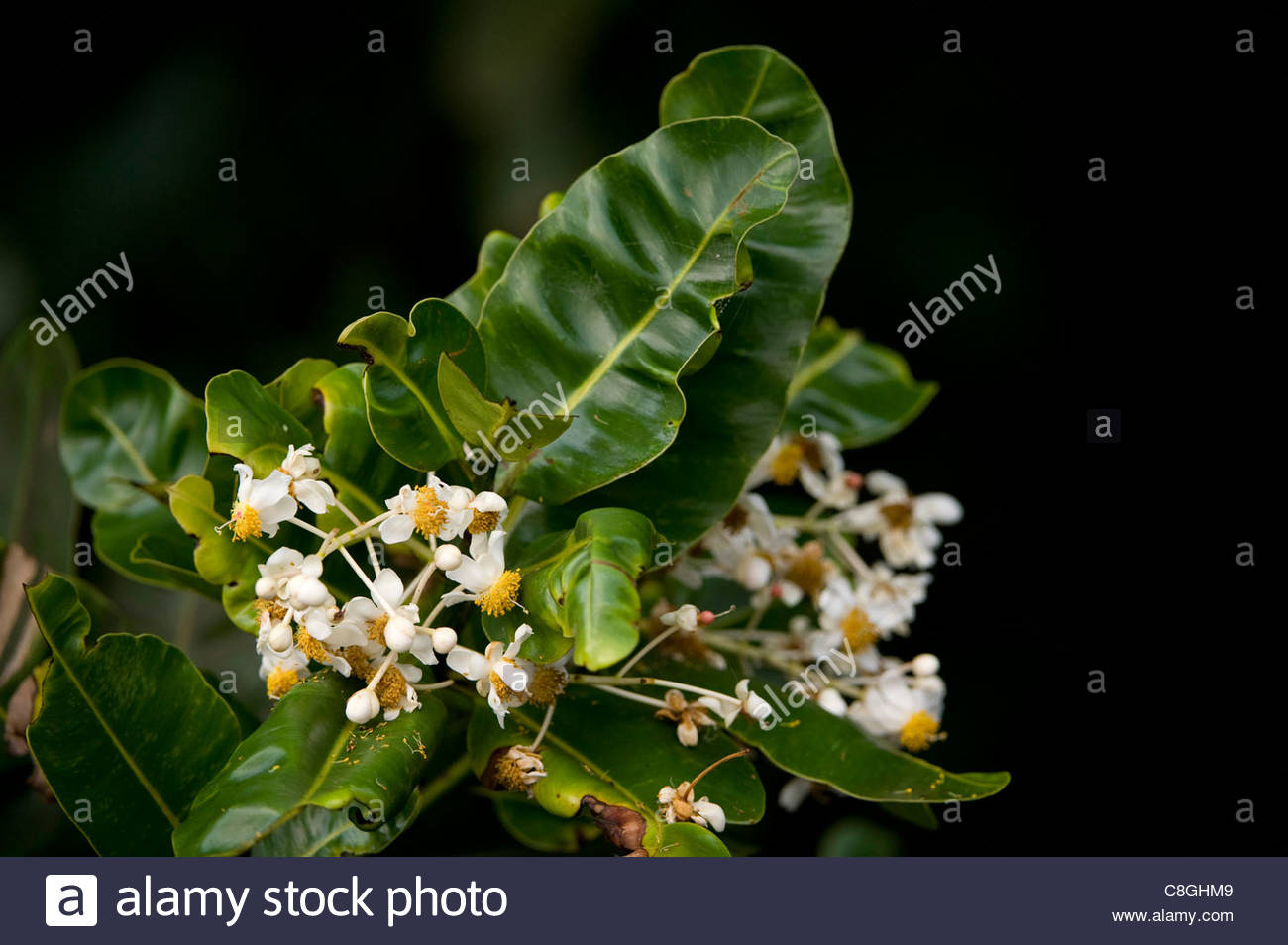 Calophyllum Inophyllum Stock Photos & Calophyllum Inophyllum Stock ...