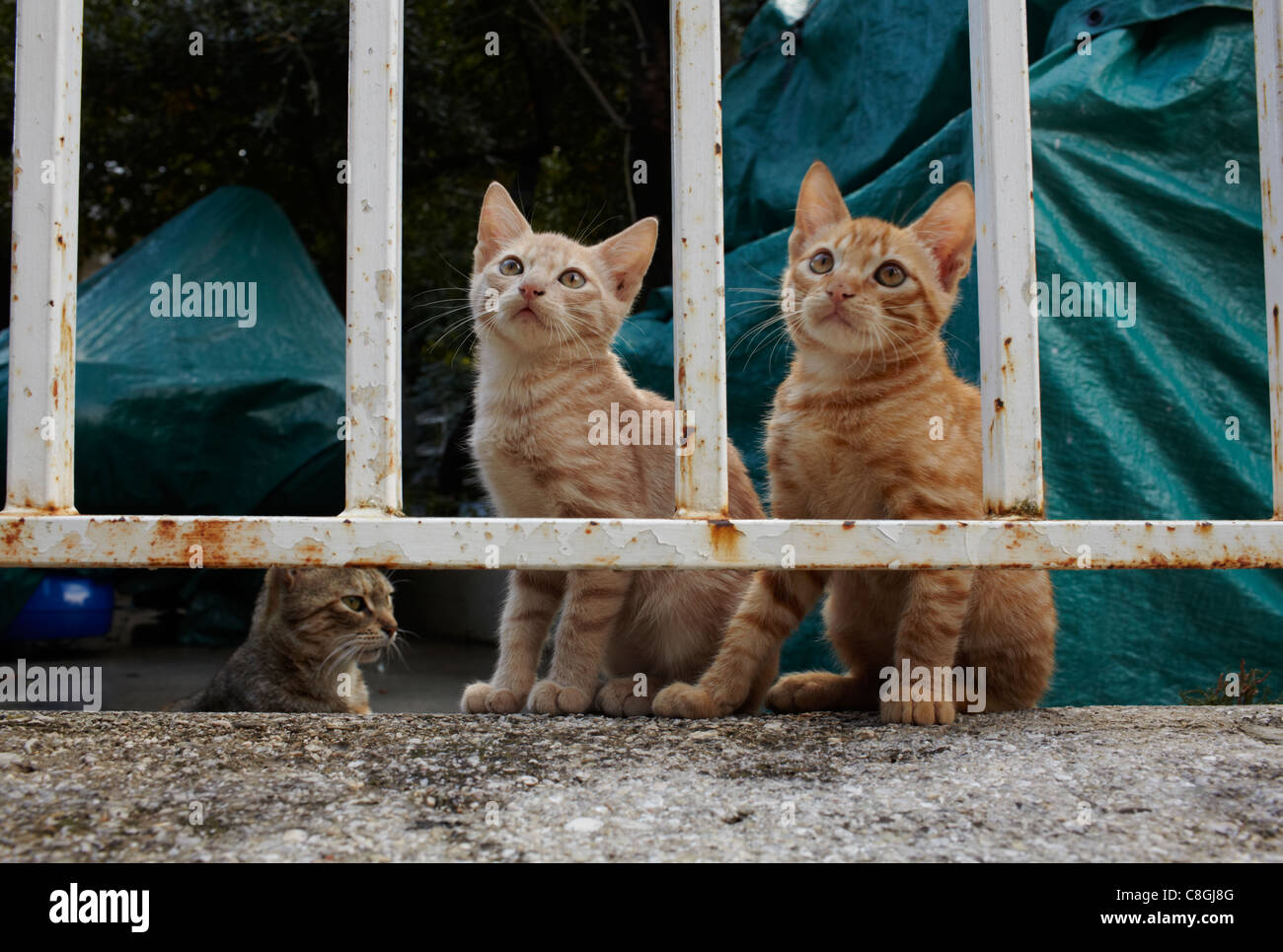 Two stray kittens with their mother Stock Photo - Alamy