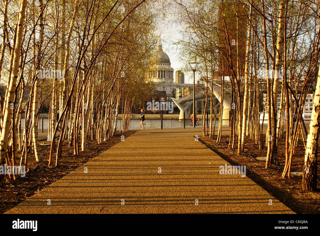 Birch trees in front of Tate Modern London Stock Photo - Alamy