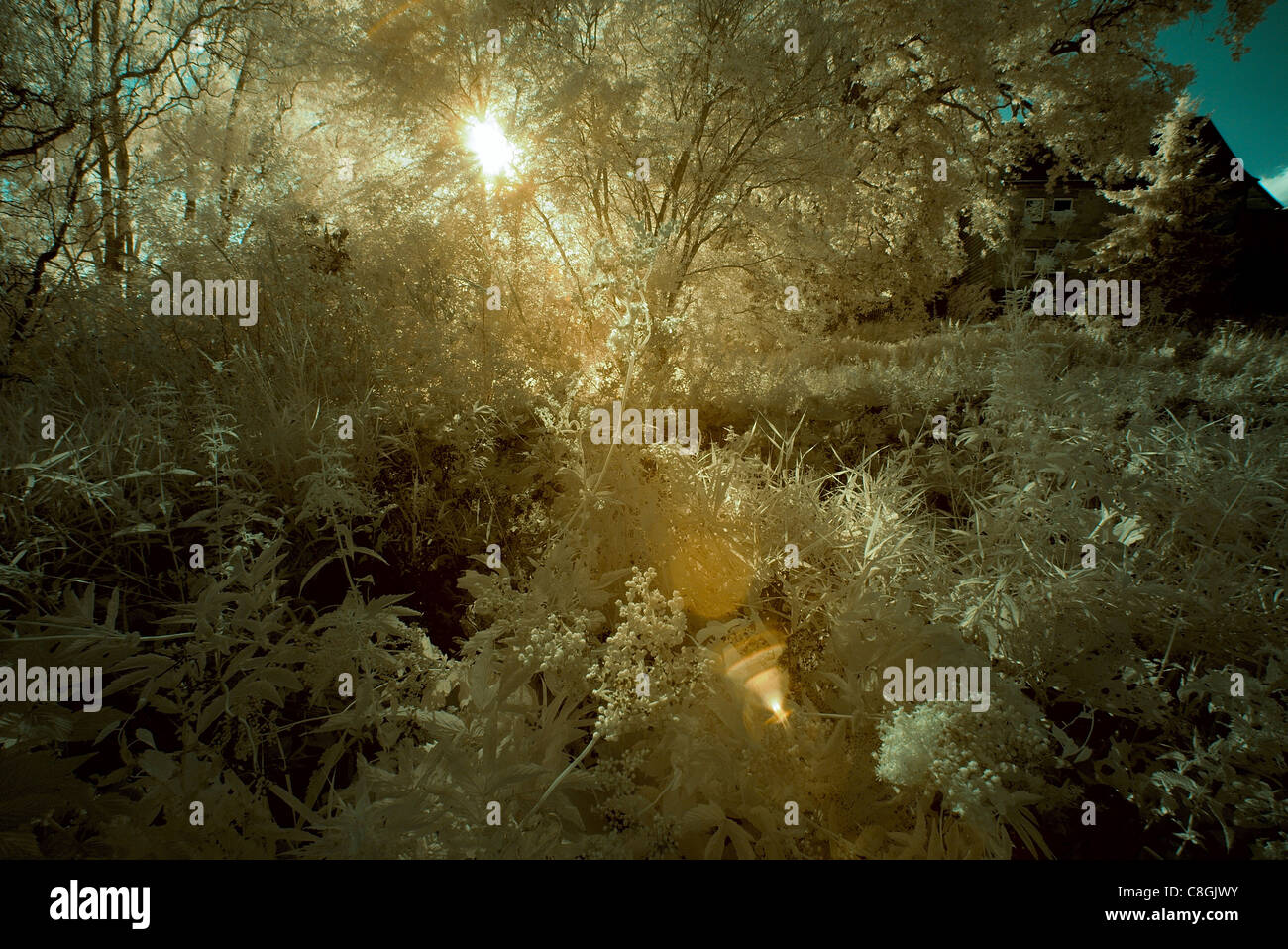 Trees infrared hi-res stock photography and images - Alamy